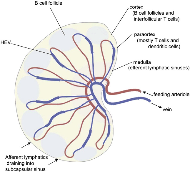 Lymph Node Follicle Anatomy