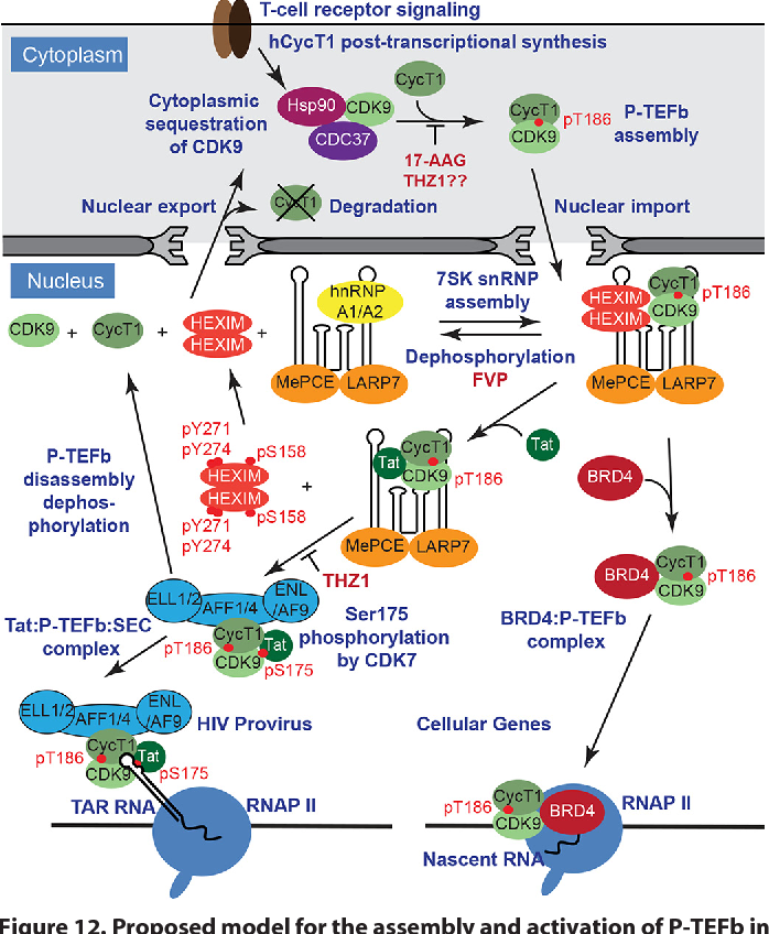 Figure 12 From Cyclin Dependent Kinase 7 Cdk7 Mediated