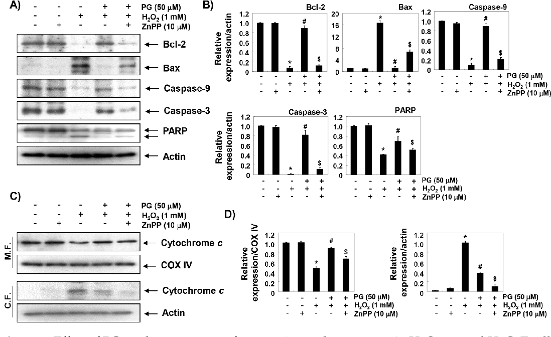 Table 1 From Protective Effect Of Phloroglucinol On Oxidative Stress