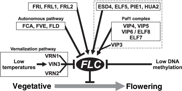 Figure 1 From The Downregulation Of Flowering Locus C Flc Expression