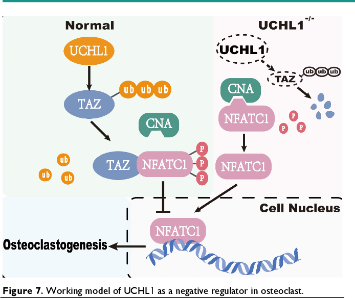 Figure 1 From The Deubiquitinase Uchl1 Negatively Controls