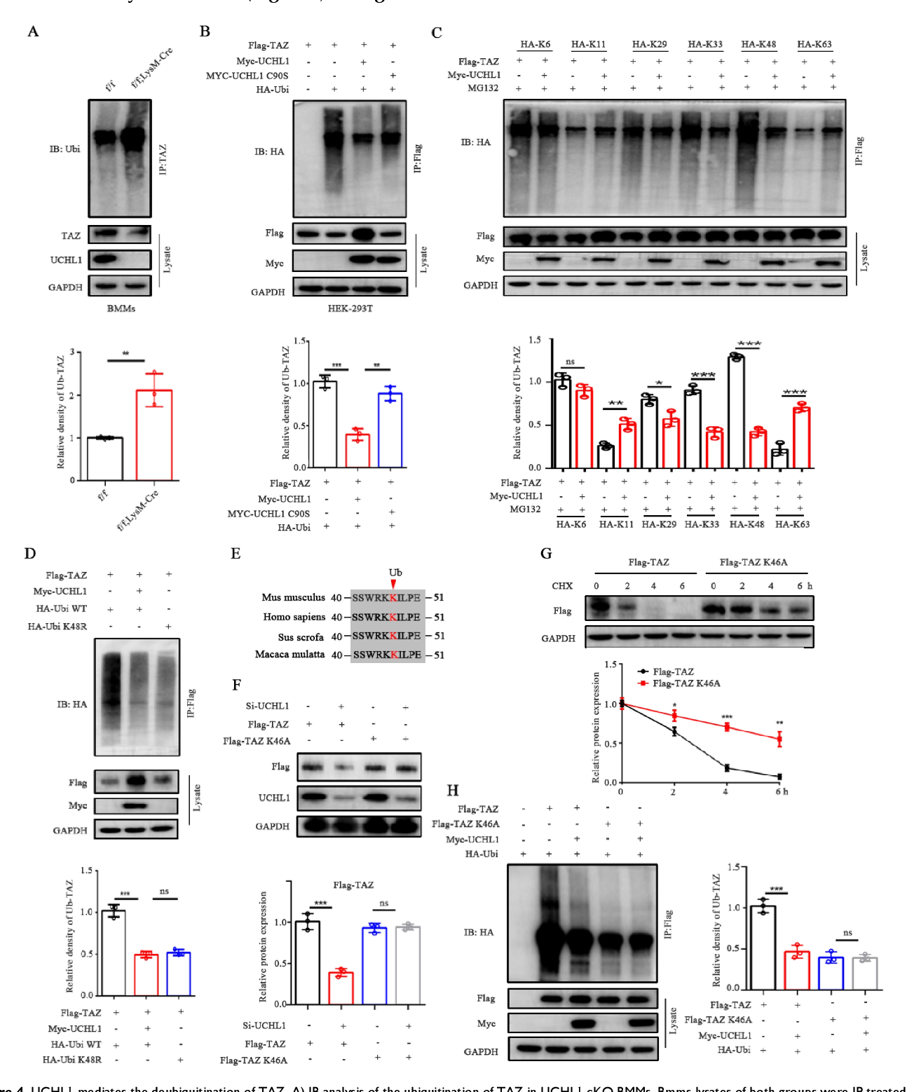 Figure 1 From The Deubiquitinase Uchl1 Negatively Controls