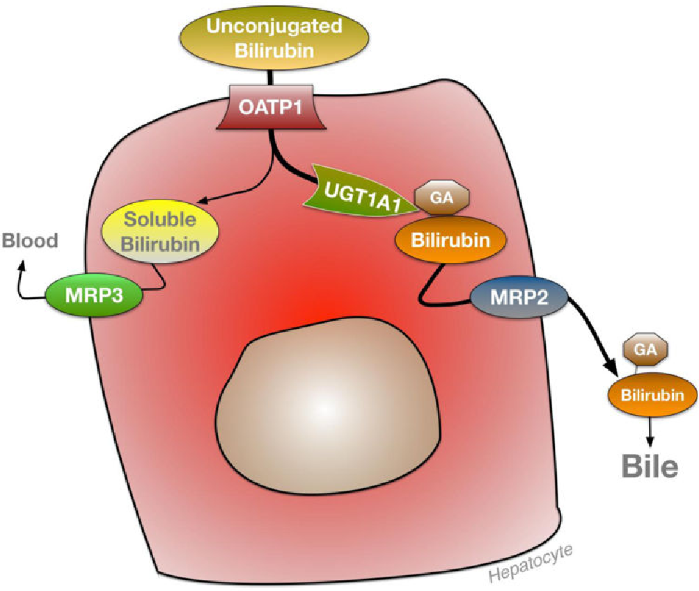 Pdf Bilirubin In The Livergut Signaling Axis Semantic Scholar