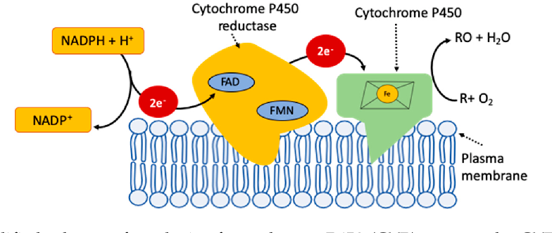 Pdf Role Of Cytochrome P450 Enzymes In Plant Stress Response