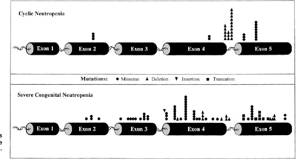 Figure 1 From Cyclic Neutropenia Semantic Scholar