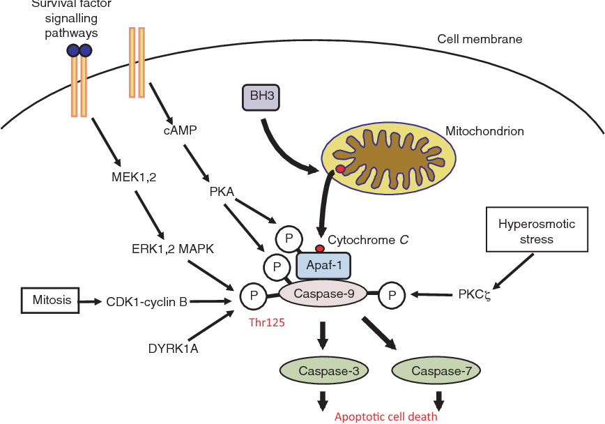 Figure 1 From Apoptosis And Autophagy Regulation Of Caspase 9 By