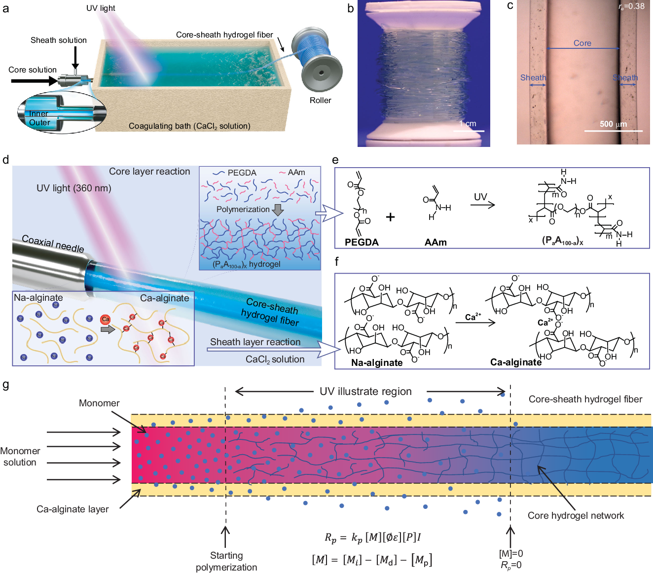 Figure 1 From Integrated Dynamic Wet Spinning Of Core Sheath Hydrogel