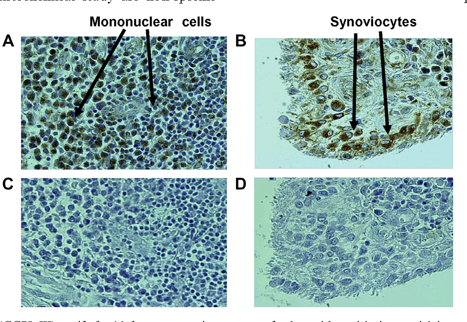 Figure 1 From Mycoplasma Fermentans Glycolipid Antigen As A Pathogen Of