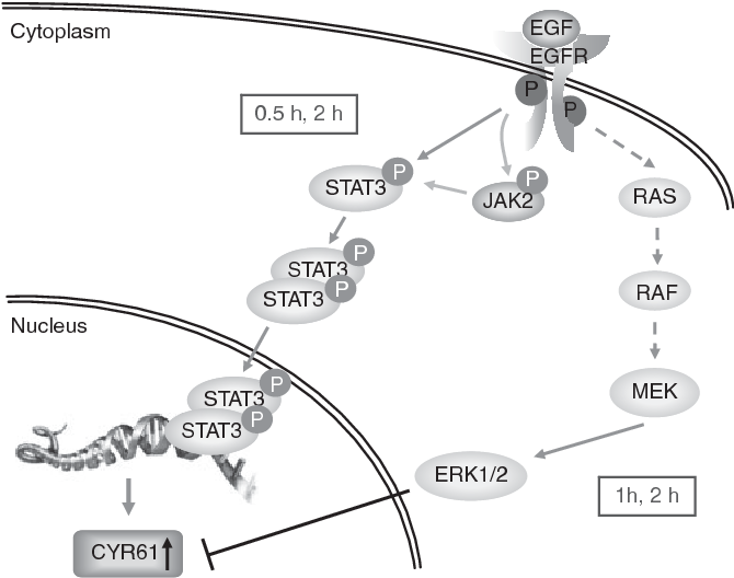 Figure 1 From Epidermal Growth Factor Upregulates Endometrial Cyr61