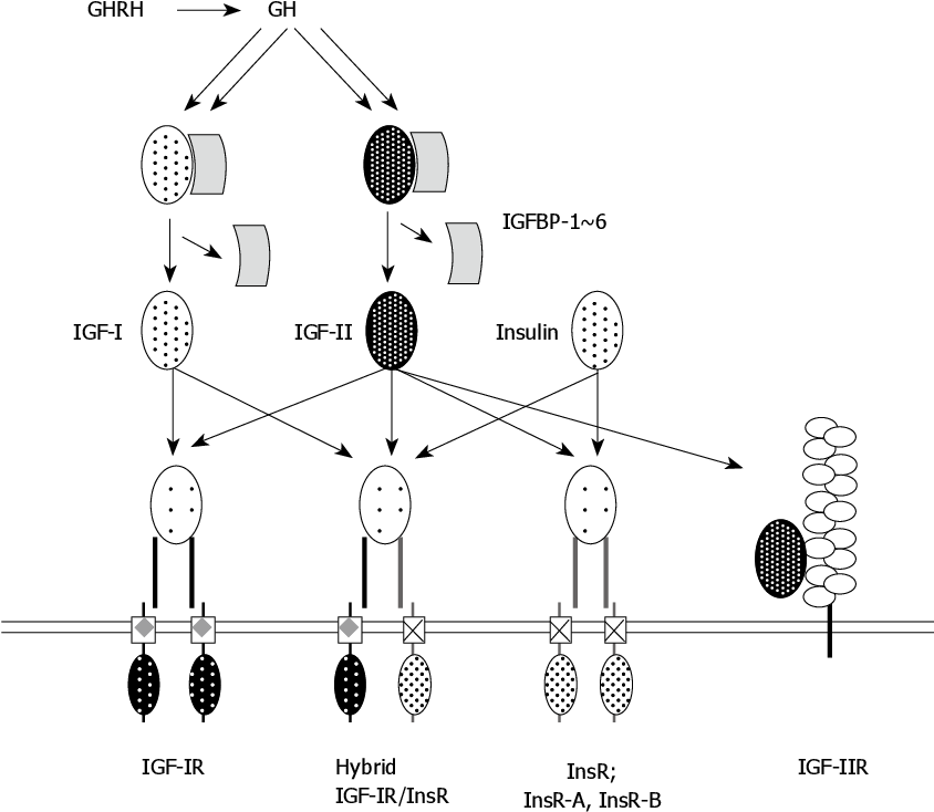 Figure 1 From A Candidate Targeting Molecule Of Insulin Like Growth