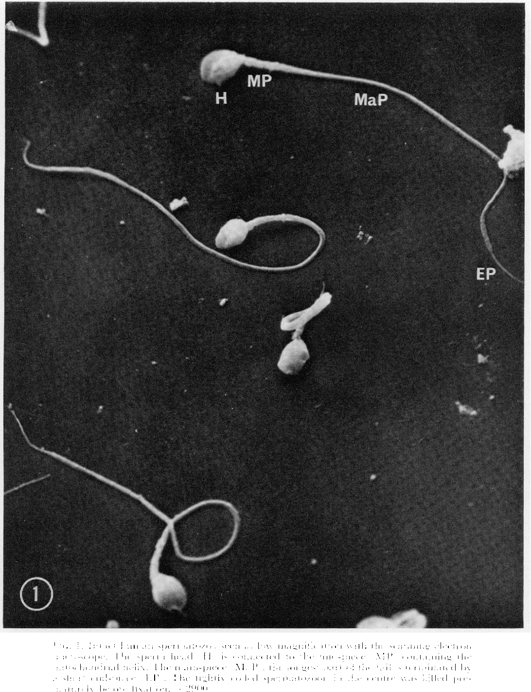 Figure 1 From Scanning Electron Microscopy Of Critical Point Dried