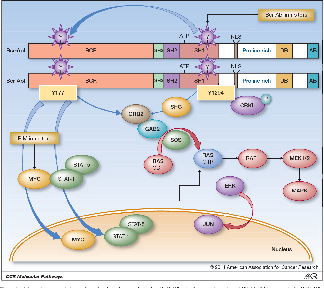 Figure 1 From Molecular Pathways Molecular Pathways Bcr Abl