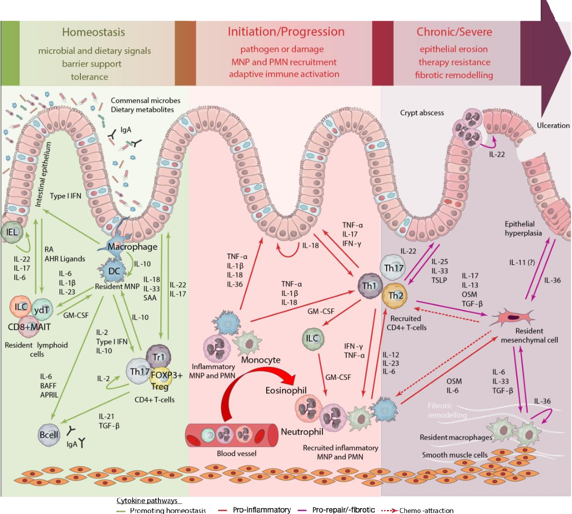 Figure 1 From Cytokine Networks In The Pathophysiology Of Inflammatory