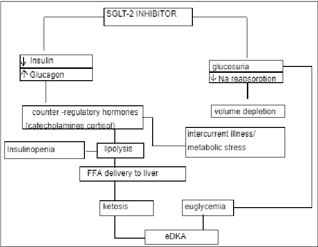 Euglycemic Diabetic Ketoacidosis A Rare Side Effect Of Sodium Glucose