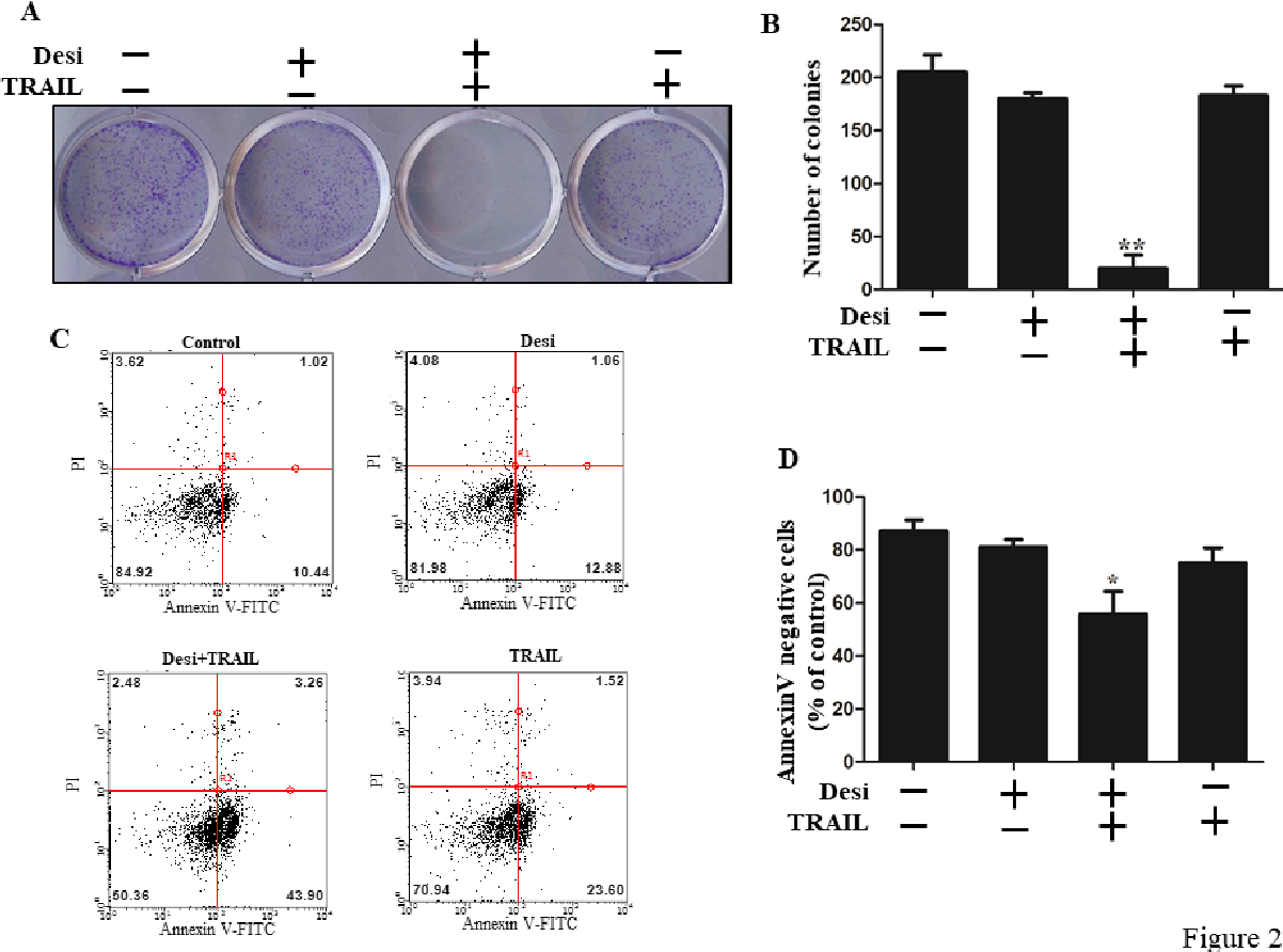 Figure 1 From Antidepressant Drug Enhanced Trail Receptor 2 Expression