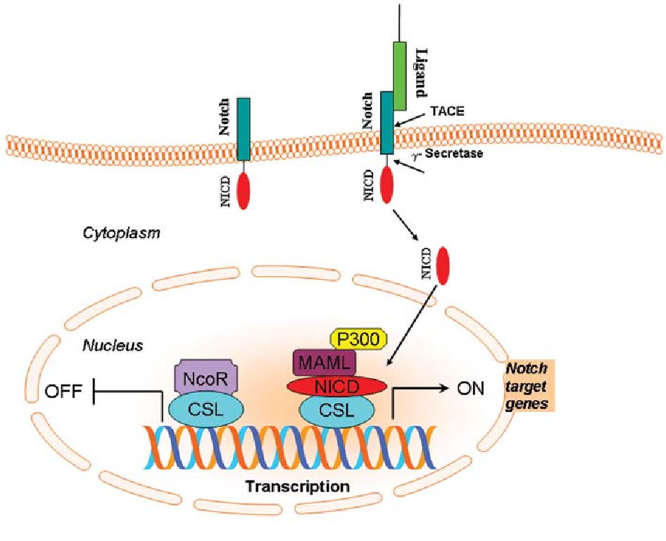 Targeting Notch To Eradicate Pancreatic Cancer Stem Cells For Cancer