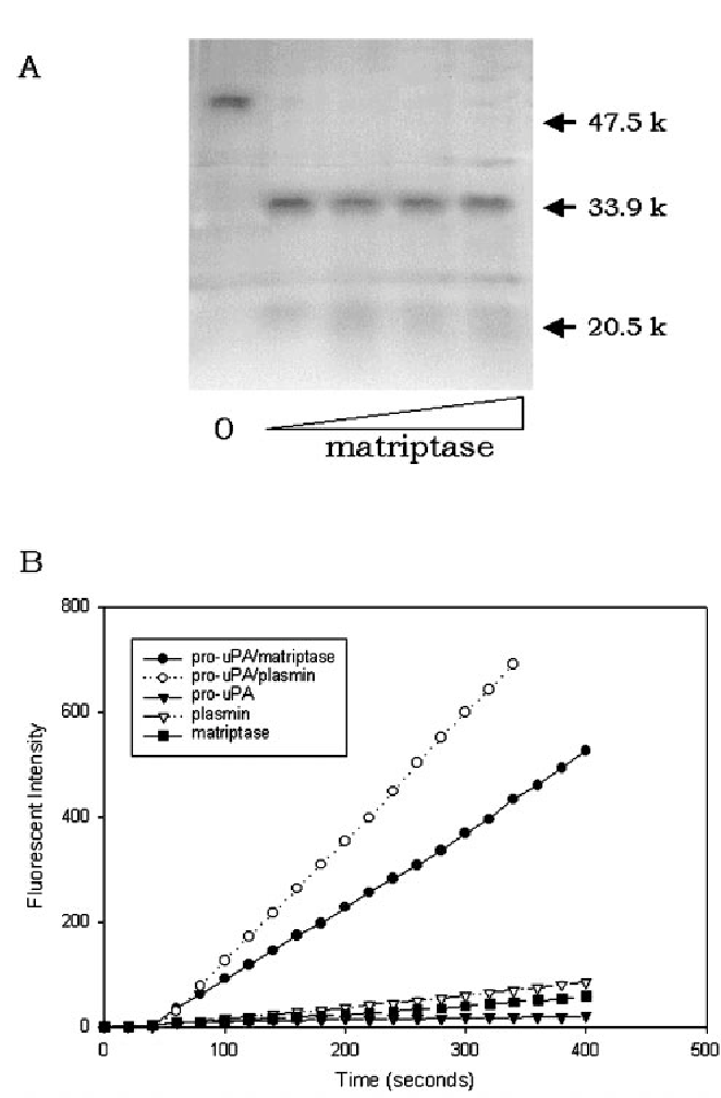 Figure 1 From Activation Of Hepatocyte Growth Factor And Urokinase