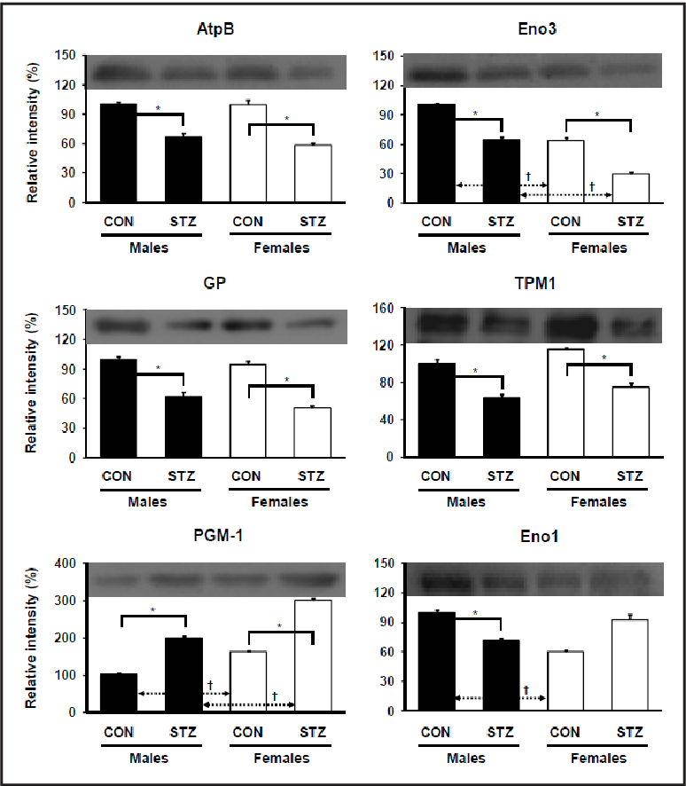 Figure 1 From Gender Dimorphic Regulation Of Skeletal Muscle Proteins