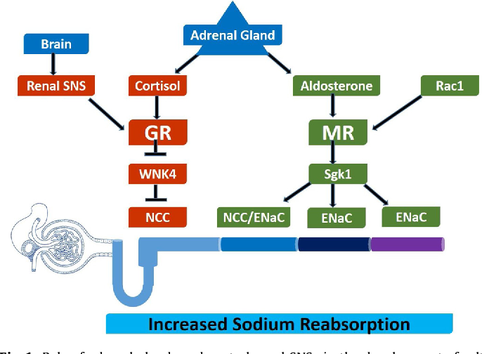 Figure 1 From Salt Sensitivity And Its Implication In Clinical Practice