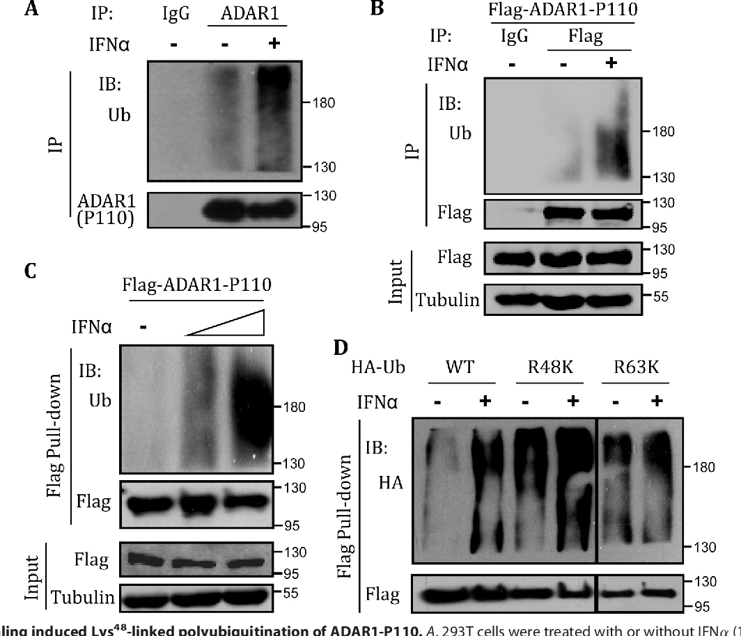 Figure 1 From Ubiquitin Dependent Turnover Of Adenosine Deaminase