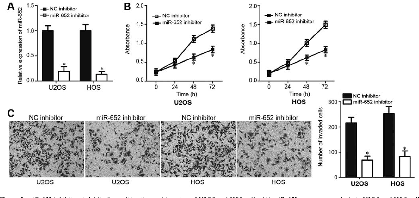 Figure 1 From Microrna‑652 Promotes Cell Proliferation And Osteosarcoma