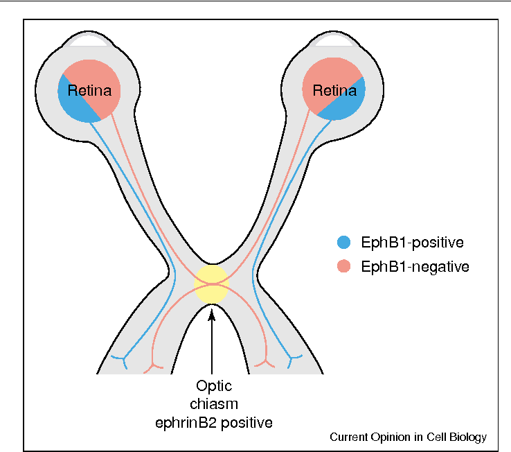 Figure 1 From Ephephrin Signaling In Morphogenesis Neural Development