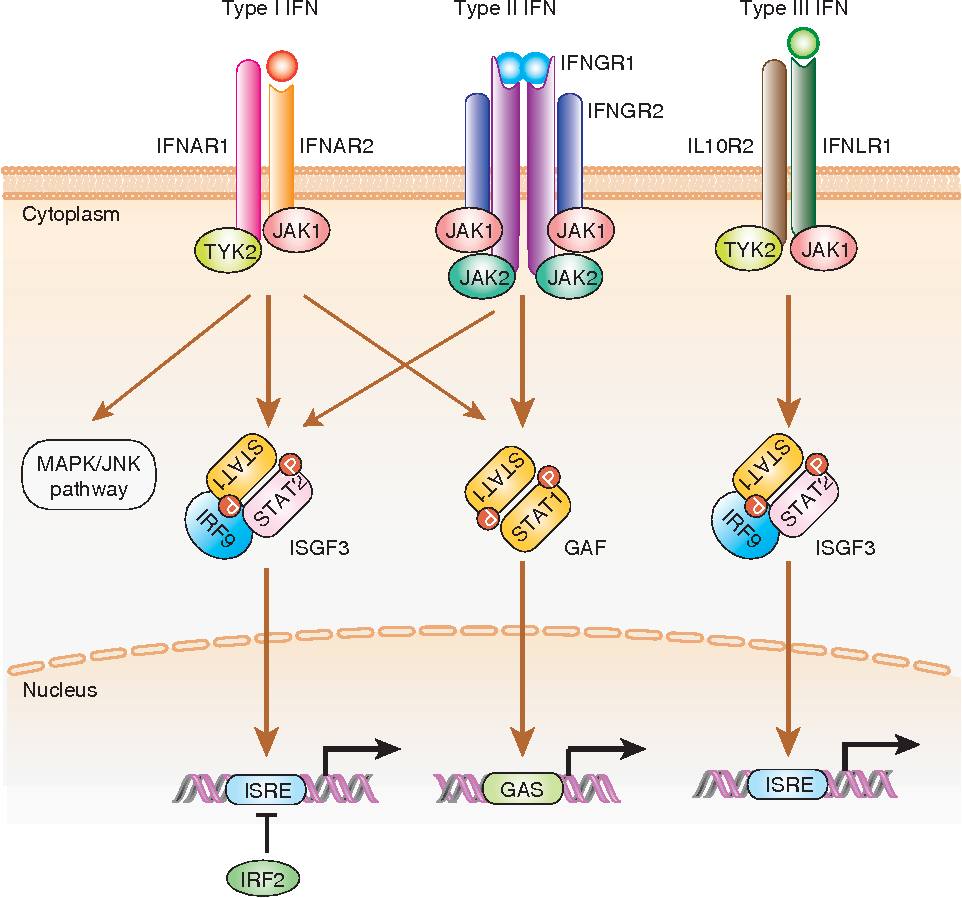 Figure 1 From The Interferon Ifn Class Of Cytokines And The Ifn