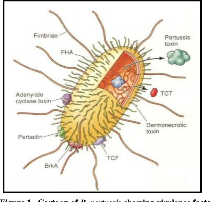 Evolution Of Bordetella Pertussis Genome May Play A Role In The