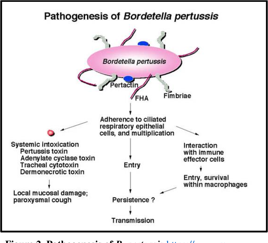 Evolution Of Bordetella Pertussis Genome May Play A Role In The