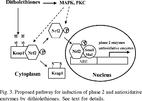 Table 1 From Role Of Phase 2 Enzyme Induction In Chemoprotection By