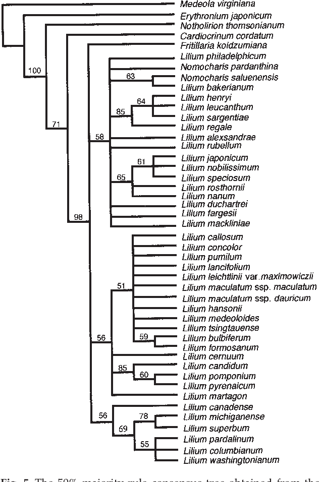 Figure 1 From Molecular Systematics Of Lilium And Allied Genera