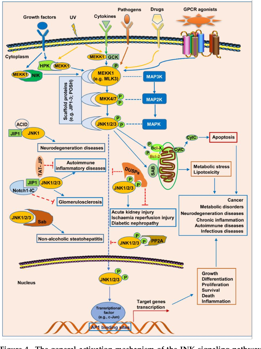 Figure 1 From The Role Of The Dysregulated Jnk Signaling Pathway In The