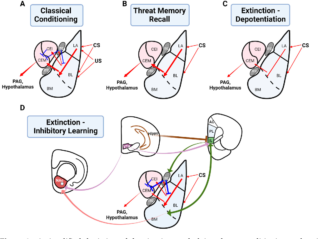 Pdf The Basolateral Amygdala The Core Of A Network For Threat