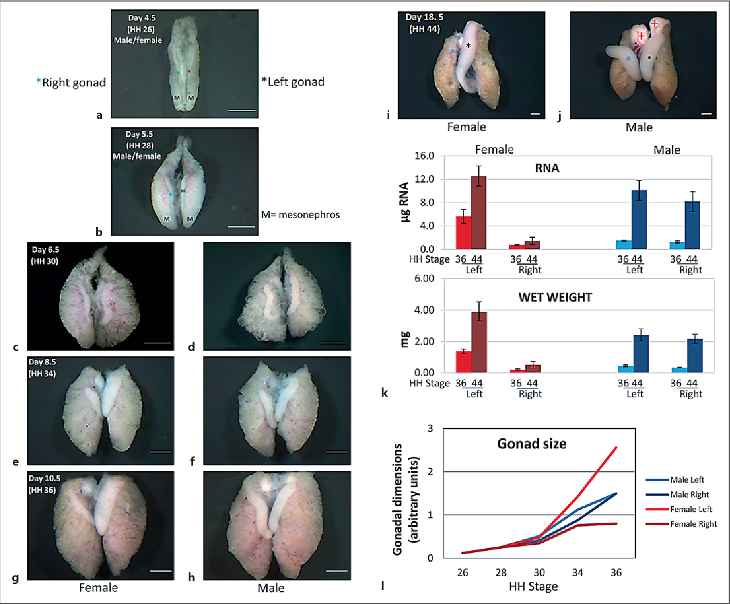 Pdf Gonadal Asymmetry And Sex Determination In Birds Semantic Scholar