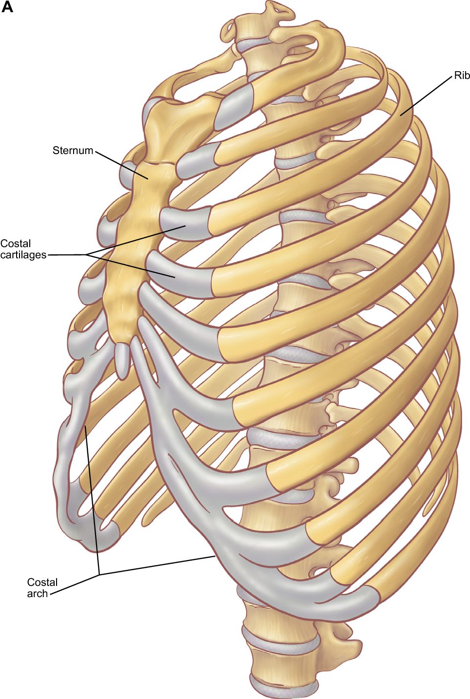 The Anatomy Of The Ribs And The Sternum And Their Relationship To Chest