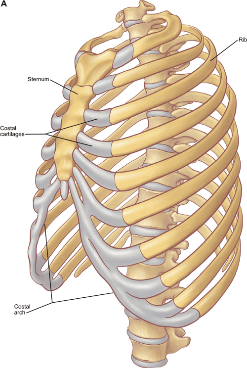 Figure 6 From The Anatomy Of The Ribs And The Sternum And Their