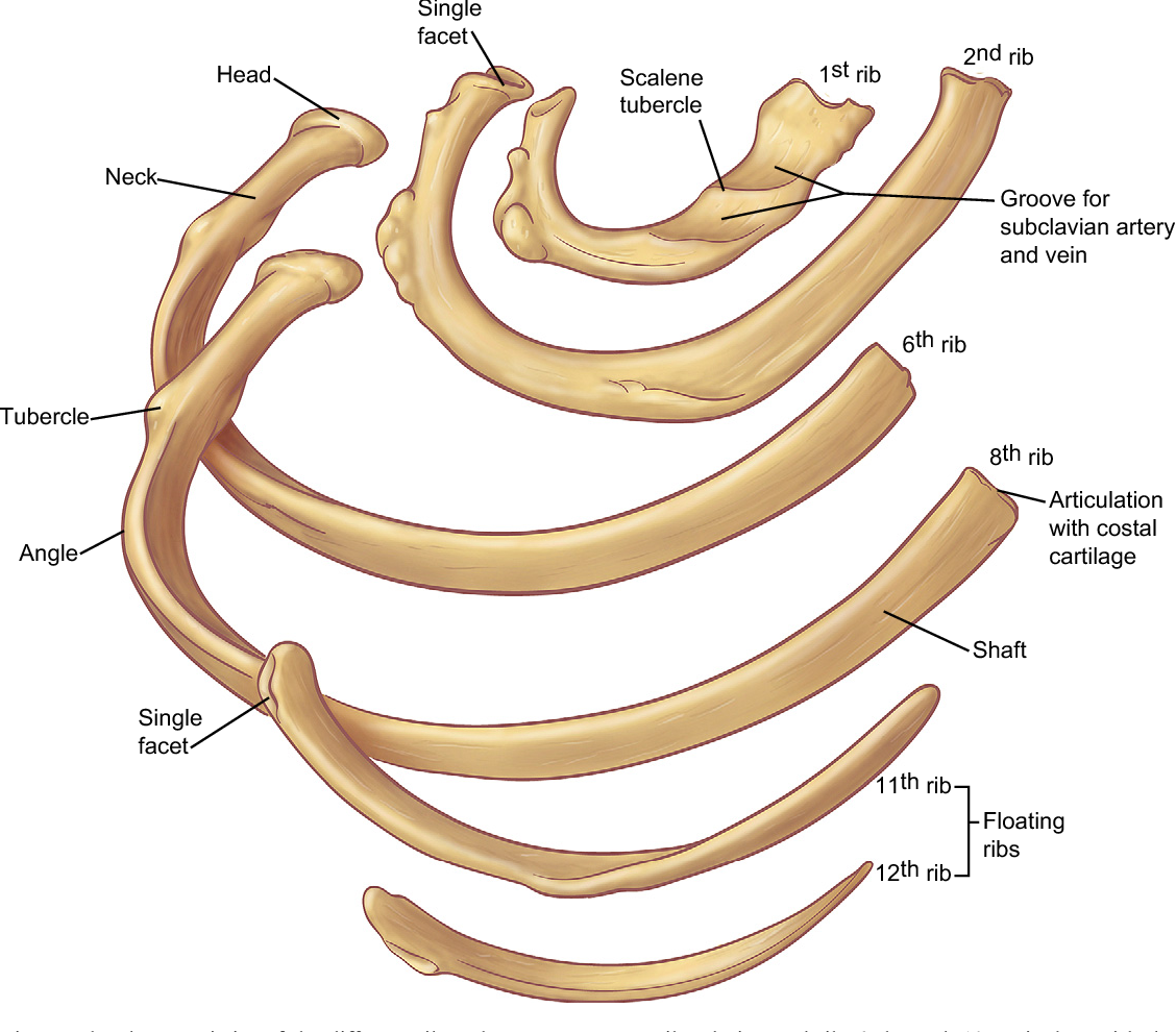 True Ribs Anatomy