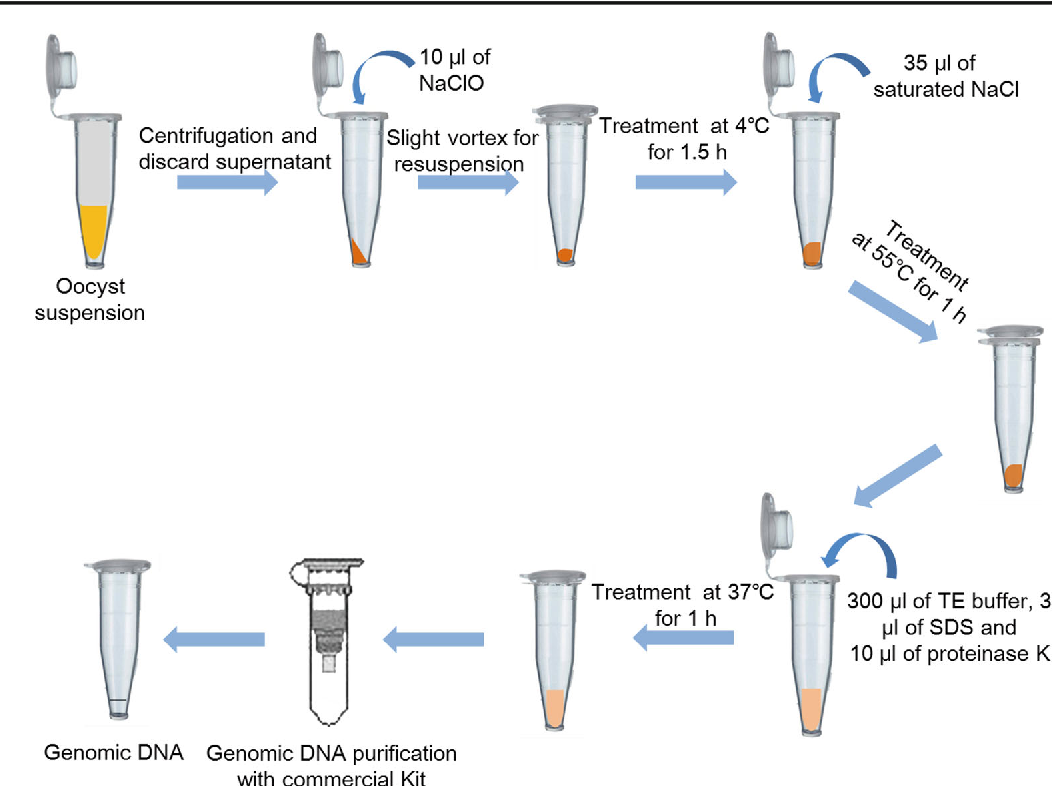 An Optimized Dna Extraction Method For Molecular Identification Of