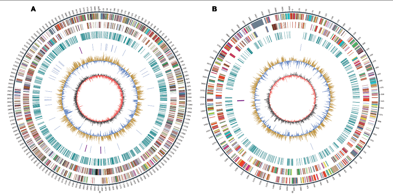 Genome Sequencing Of Ralstonia Solanacearum Cqps 1 A Phylotype I