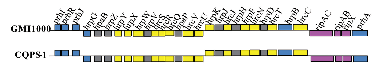 Genome Sequencing Of Ralstonia Solanacearum Cqps 1 A Phylotype I