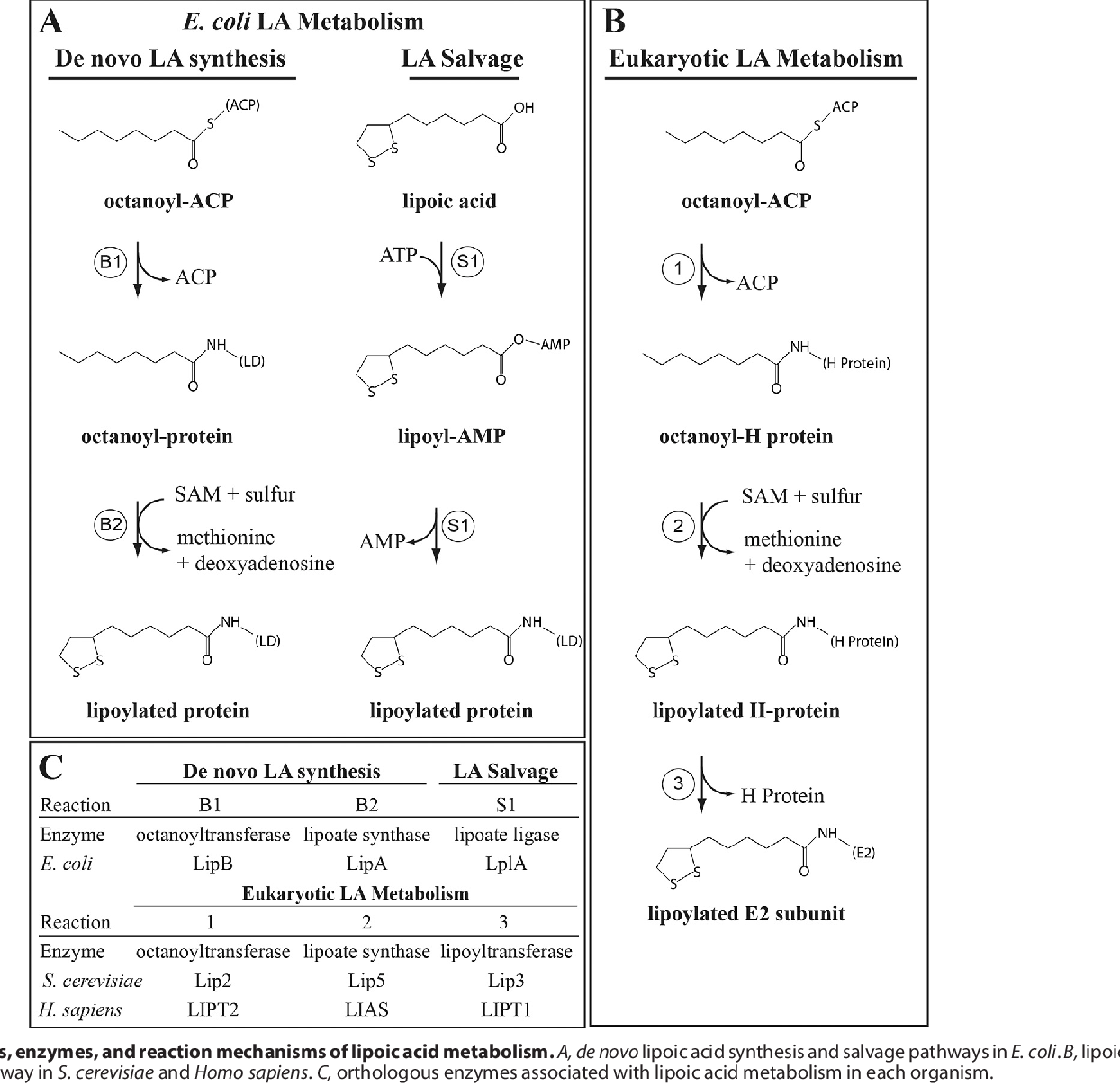 Pdf Lipoic Acid Metabolism And Mitochondrial Redox Regulation