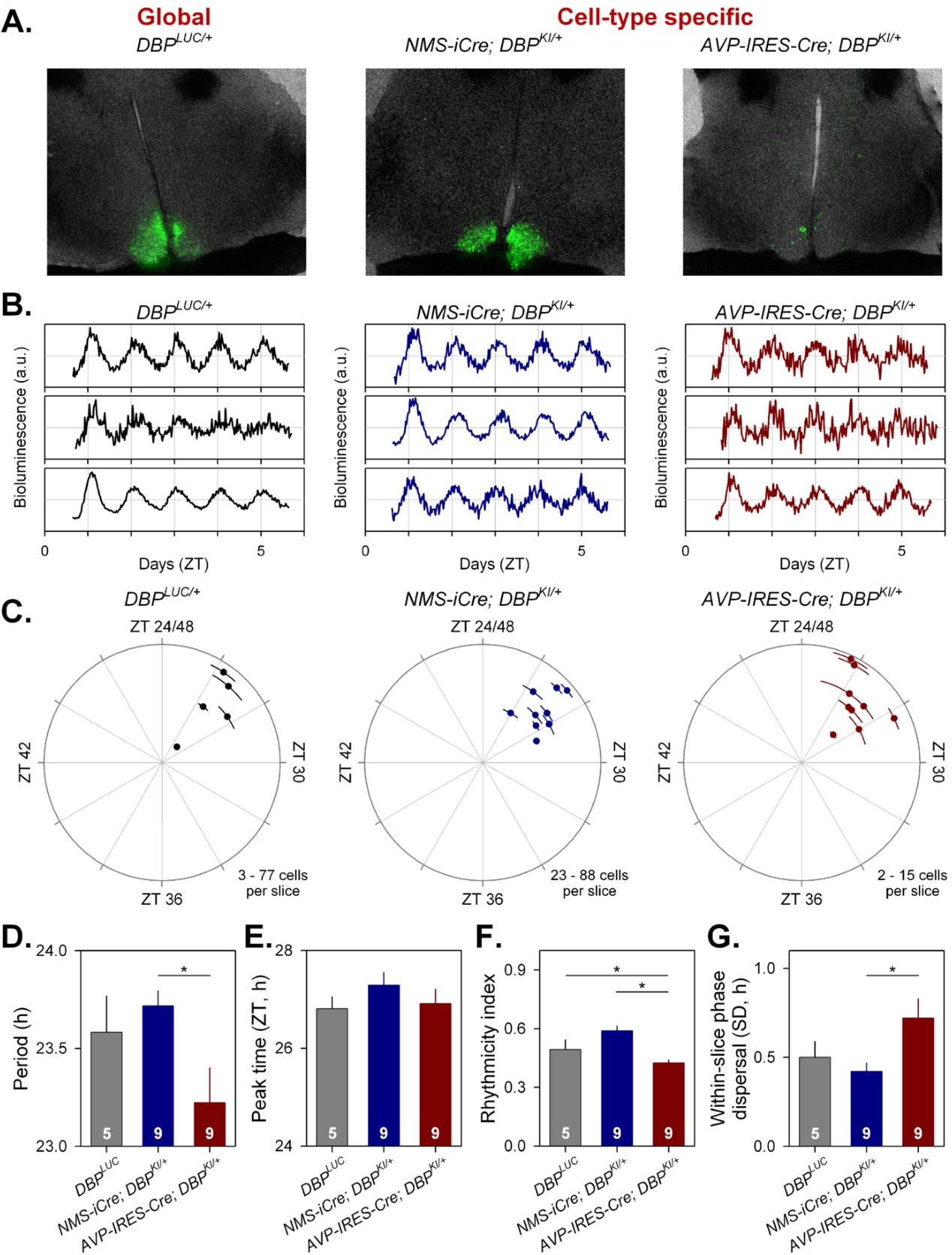 Figure 1 From Cell Type Specific Circadian Bioluminescence Rhythms