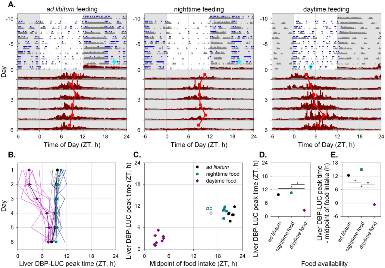 Figure 1 From Cell Type Specific Circadian Bioluminescence Rhythms