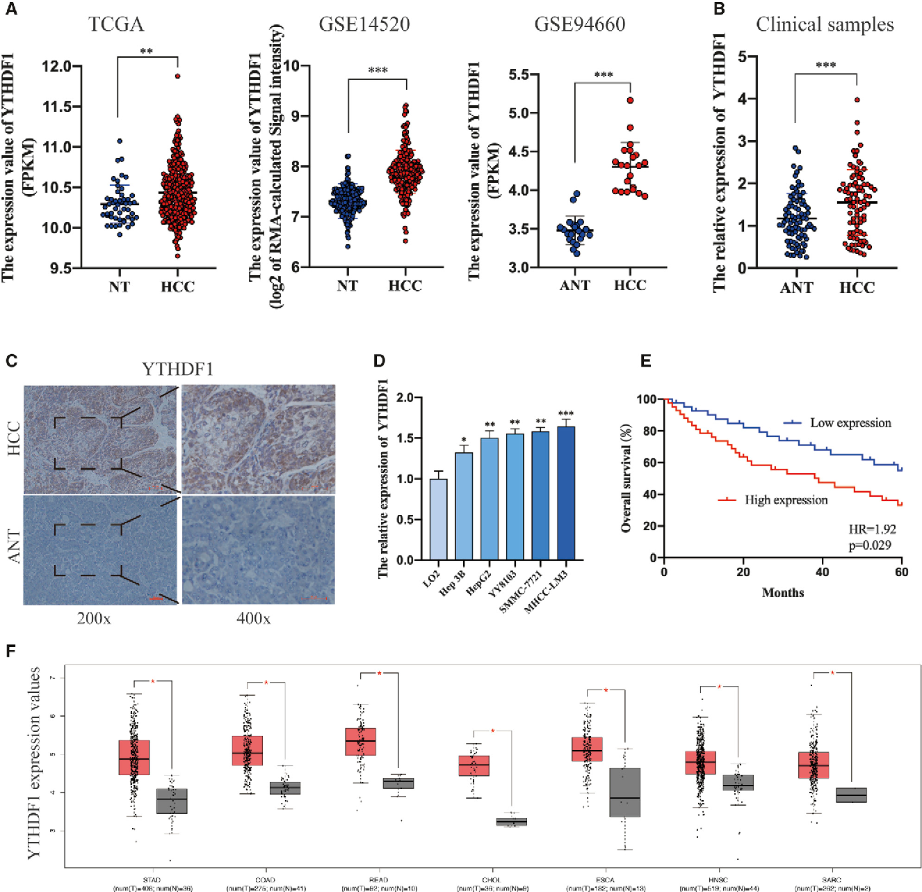 Ythdf1 Facilitates The Progression Of Hepatocellular Carcinoma By