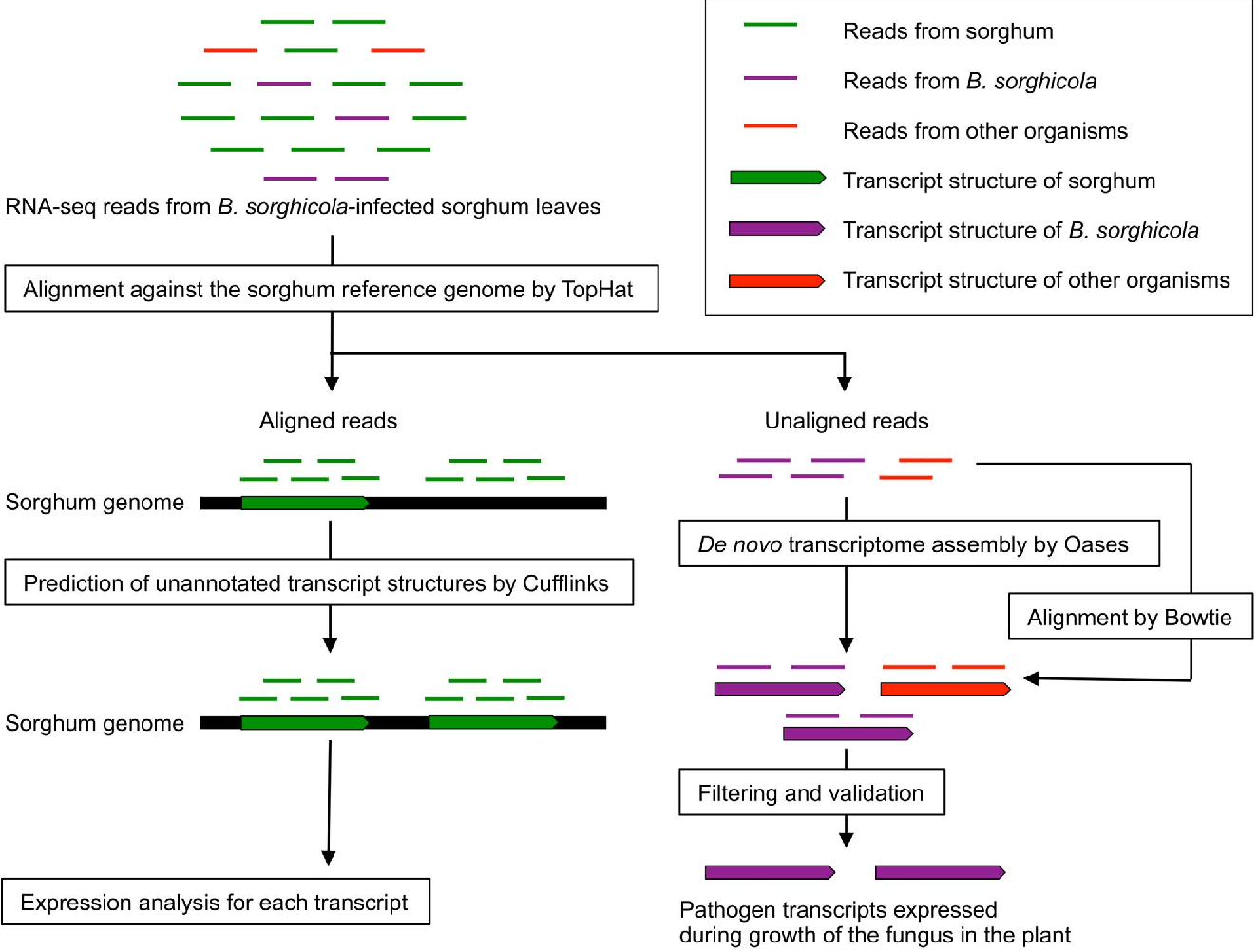 Figure 1 From Simultaneous Transcriptome Analysis Of Sorghum And