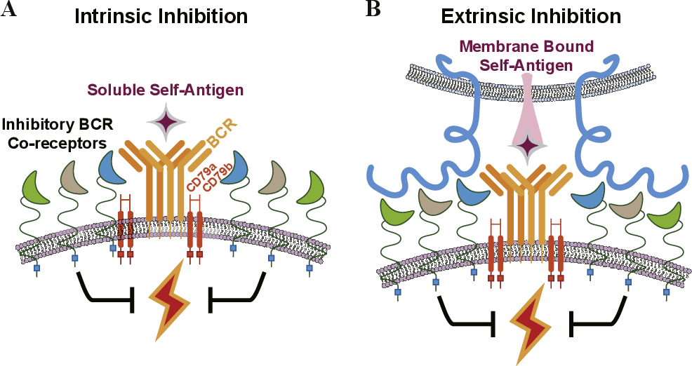 Figure 1 From Coordinated Roles For Glycans In Regulating The