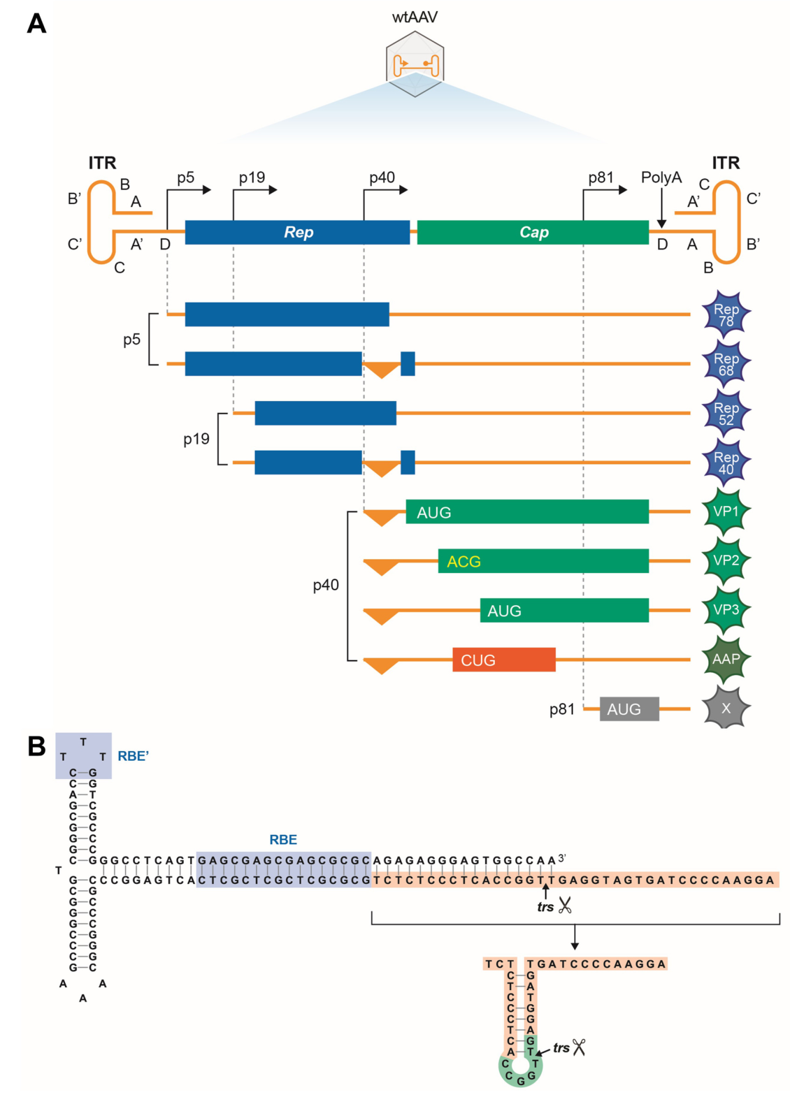 Pdf Cellular Pathways Of Recombinant Adeno Associated Virus