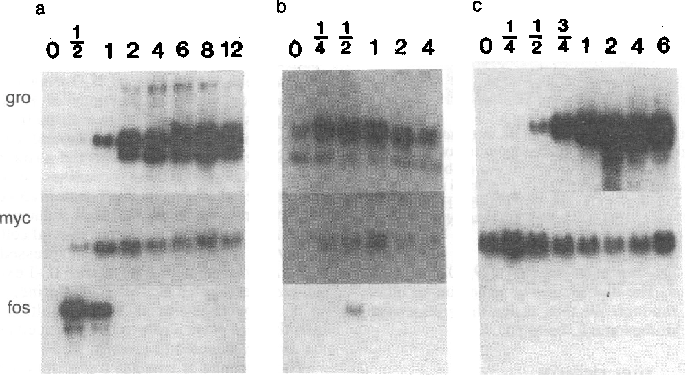 Figure 4 From Functional Diversity Of Gro Gene Expression In Human