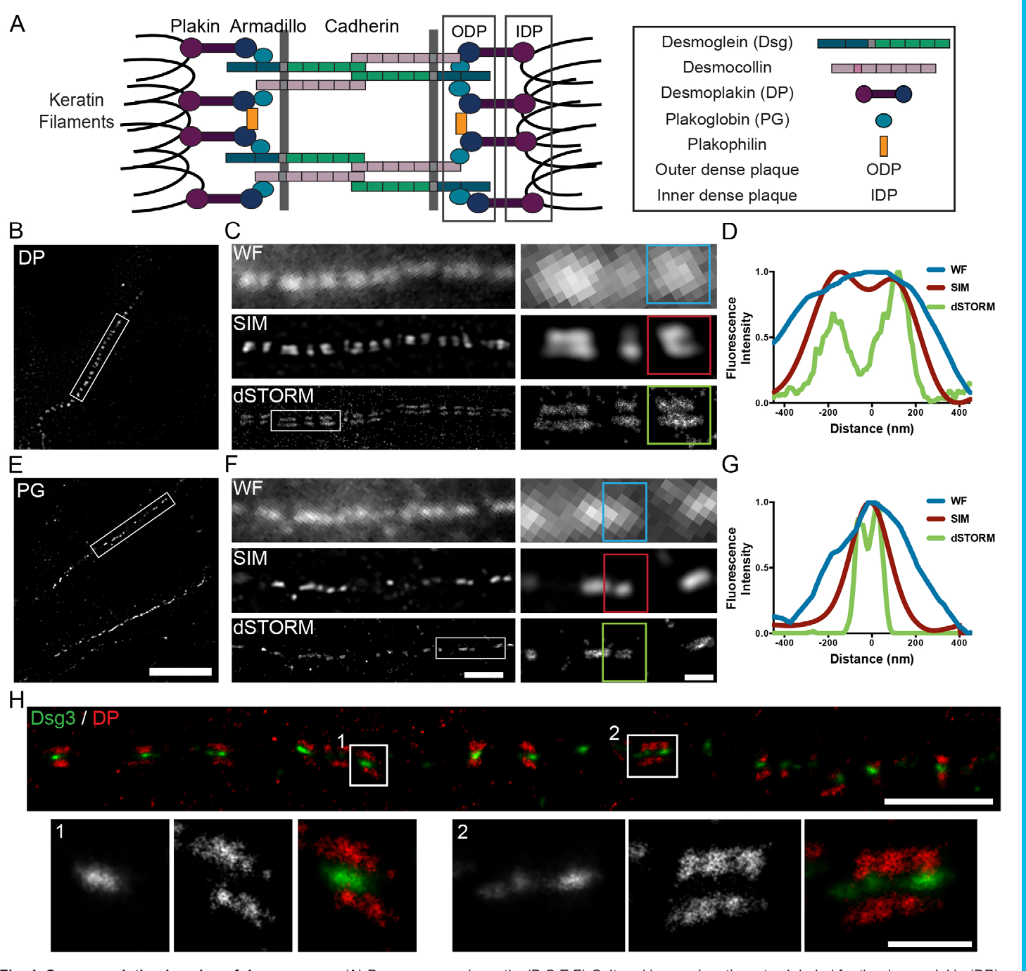 Figure 1 From Molecular Organization Of The Desmosome As Revealed By