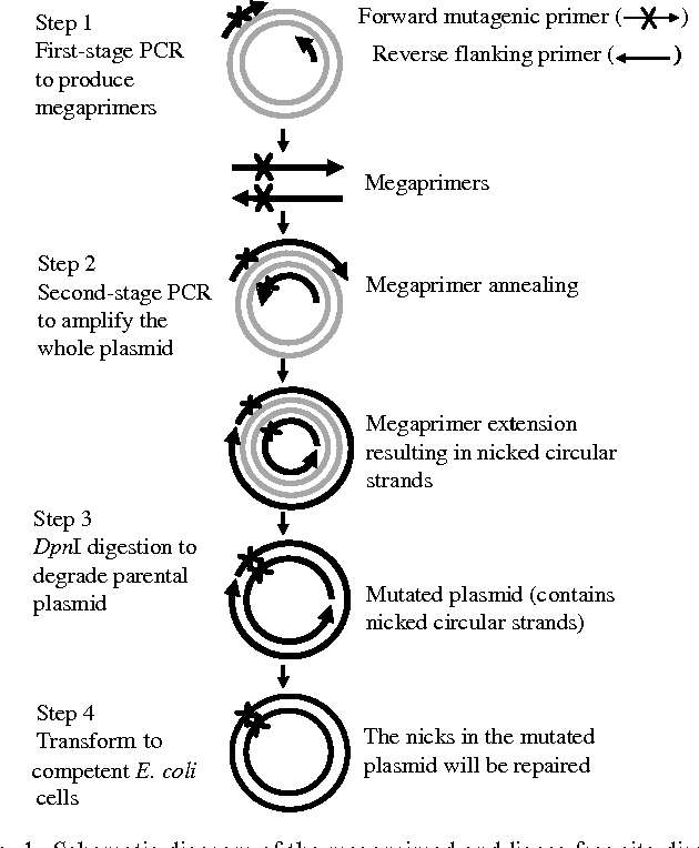 A Novel Megaprimed And Ligase Free Pcr Based Site Directed